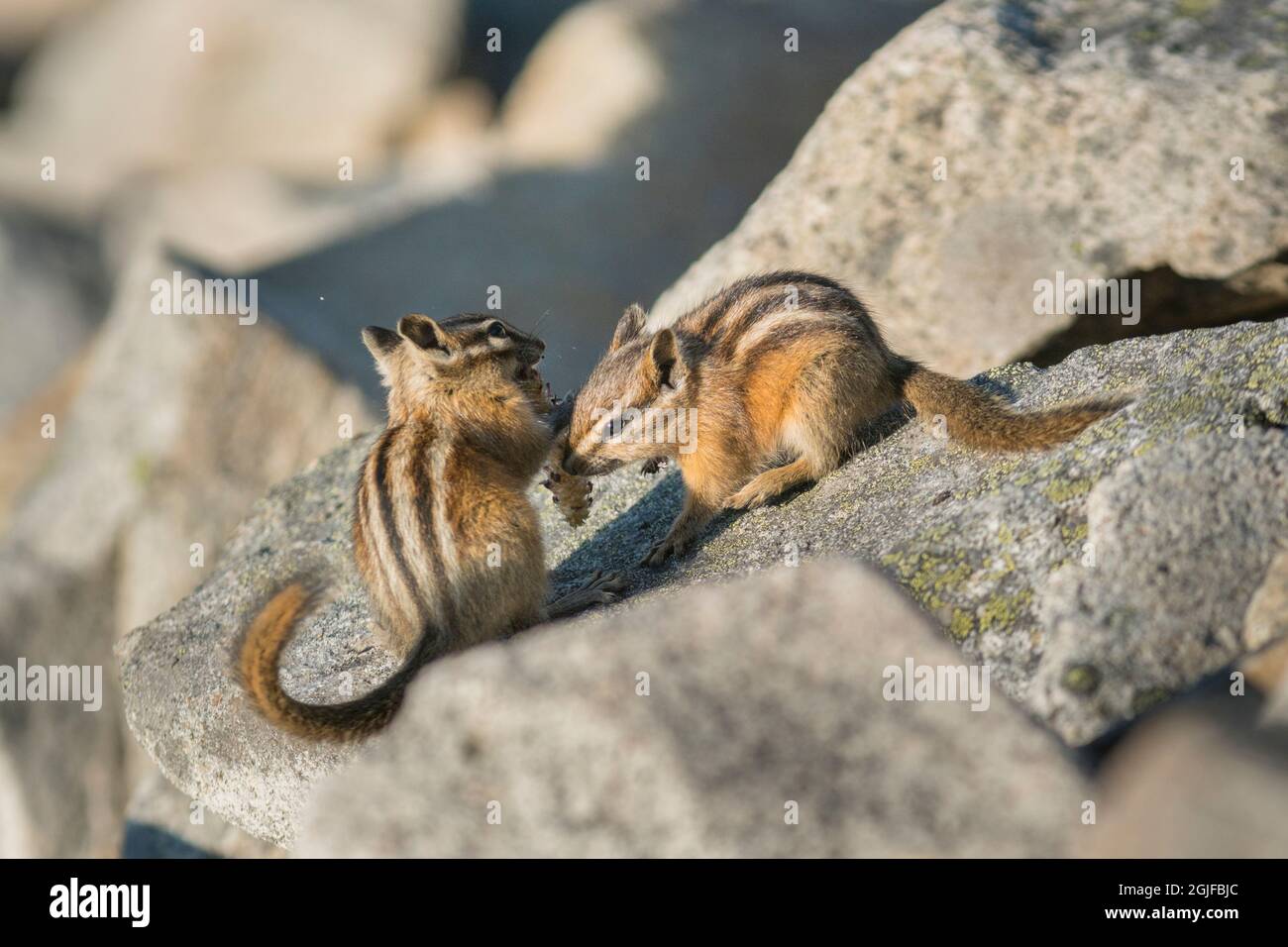 USA. Mt. Rainier National Park. Least Chipmunks (Neotamias minimus ...