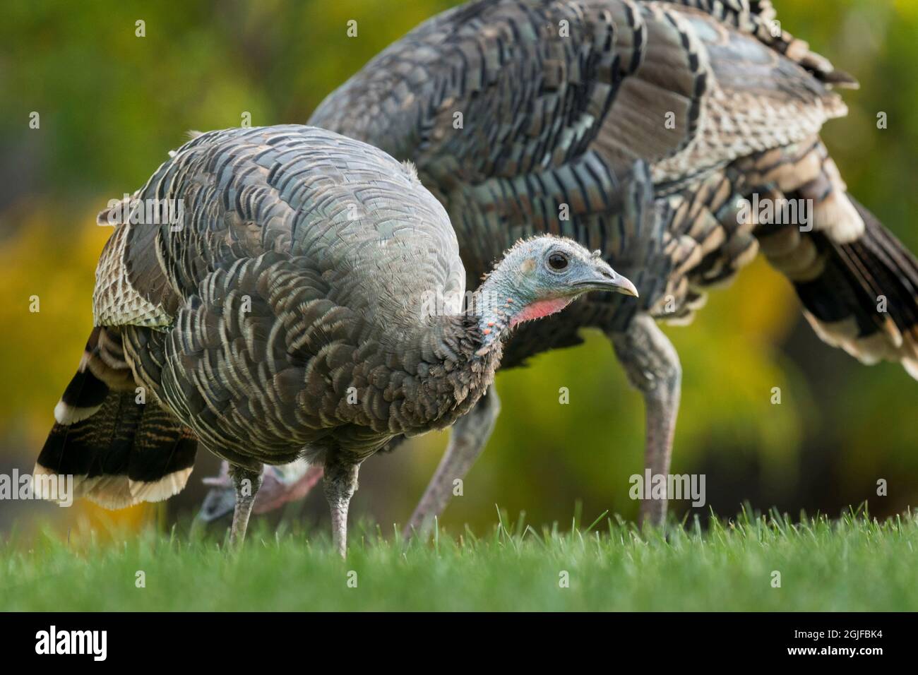 USA, Washington State. Wild turkeys (Meleagris gallopavo) foraging at ...