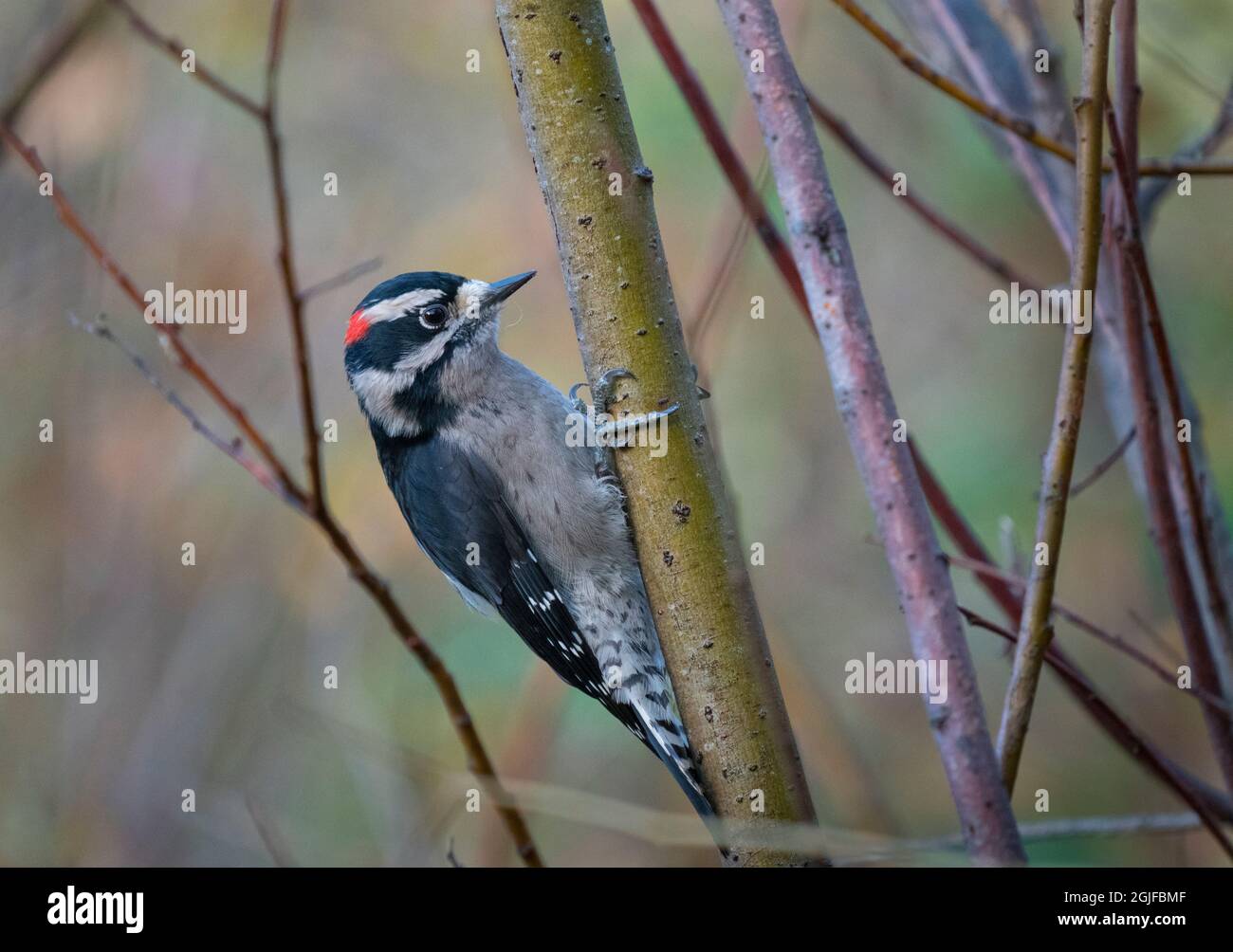 USA, Washington State. Male Downy Woodpecker (Picoides pubescens ...