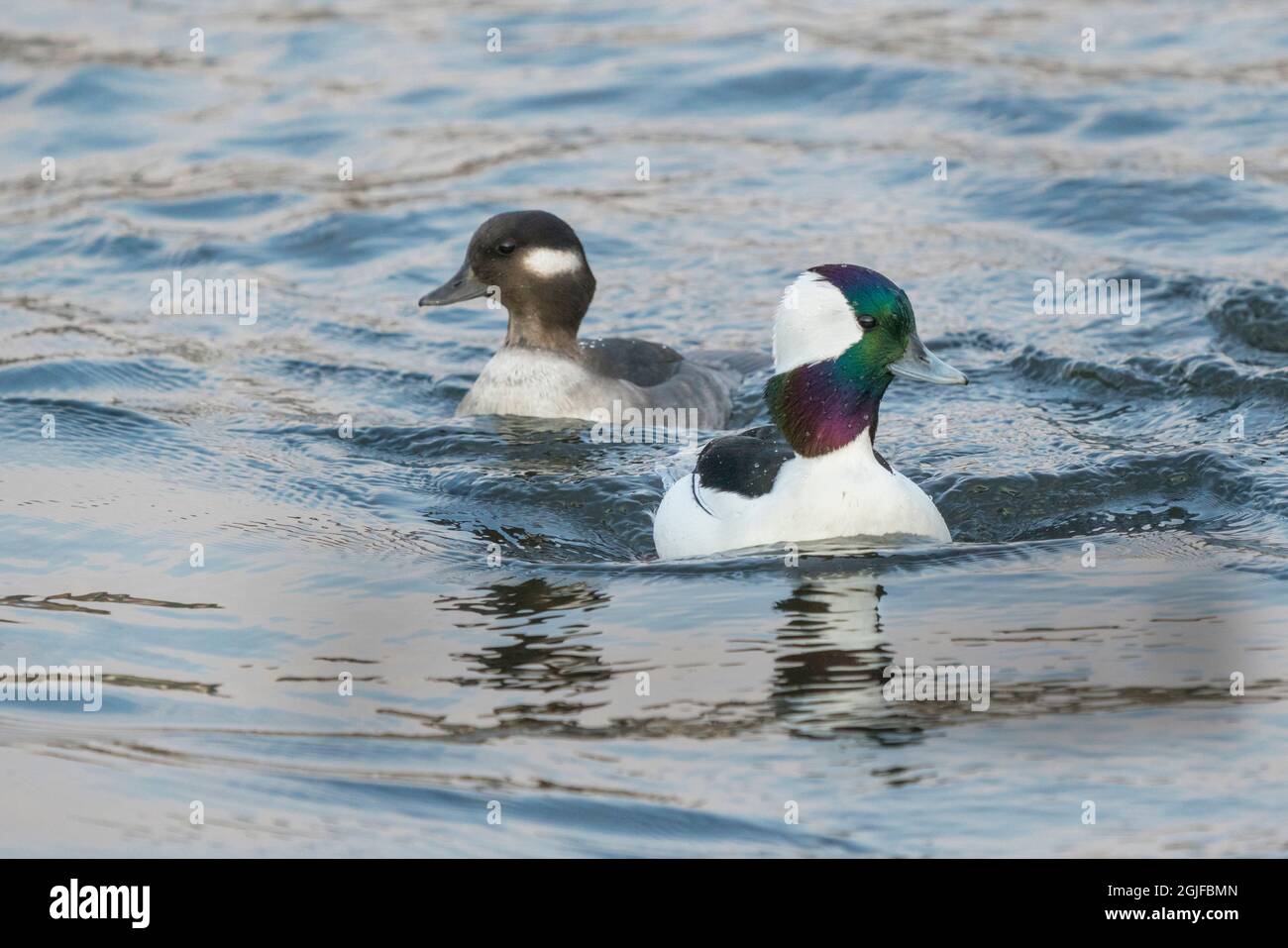 USA, Washington State. Male and female Bufflehead (Bucephala albeola ...