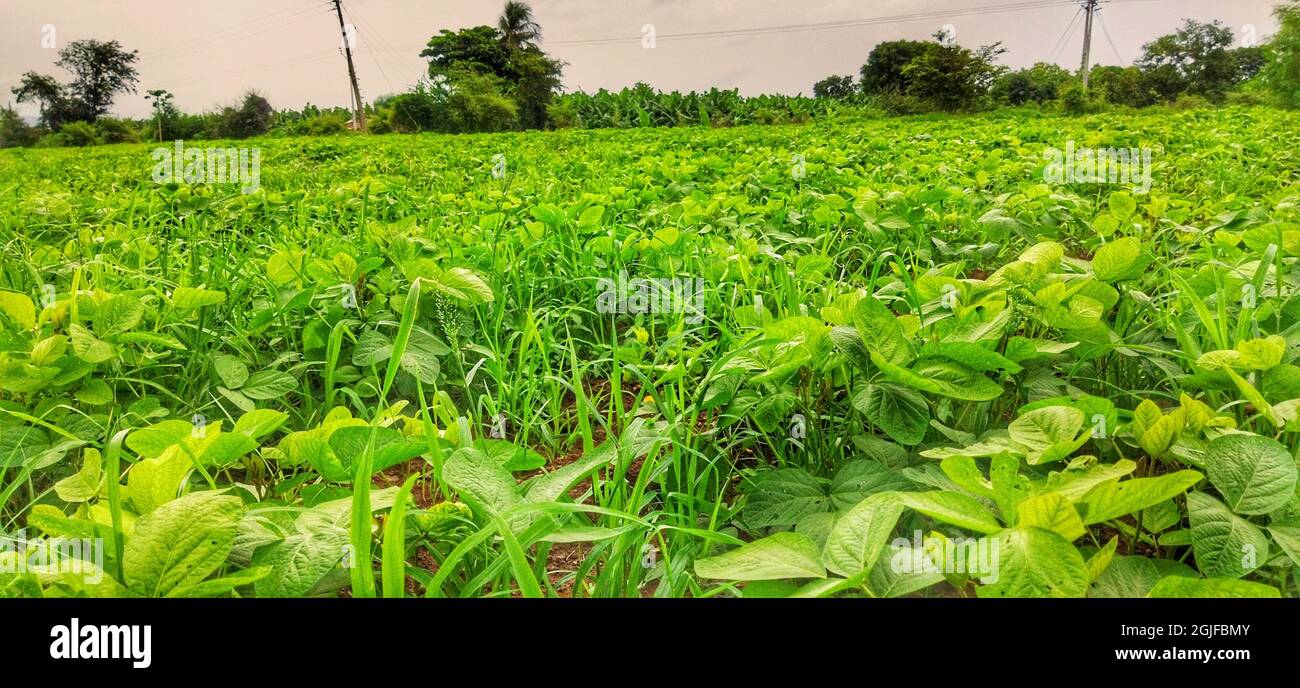 Field of green vegatation in the garden Stock Photo - Alamy