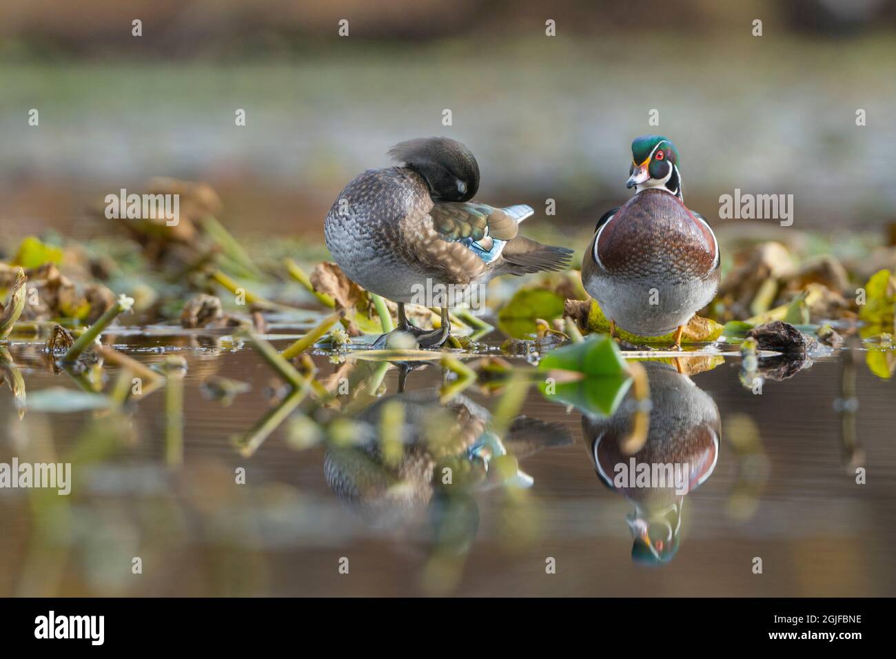 Female wood duck aix sponsa hi-res stock photography and images - Alamy