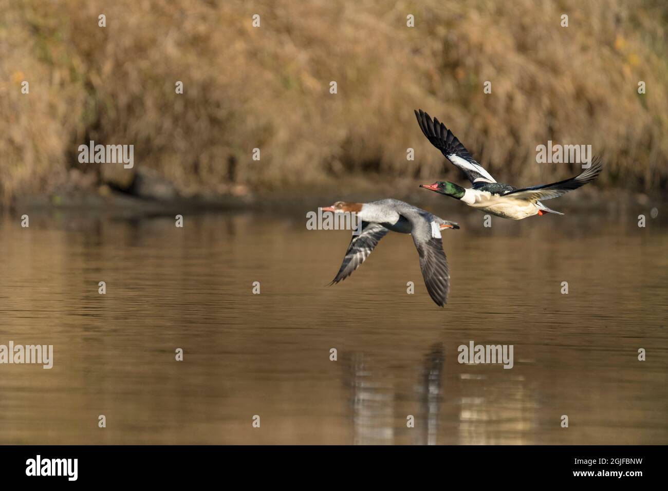 USA, Washington State. Male and female Common Mergansers (Mergus ...