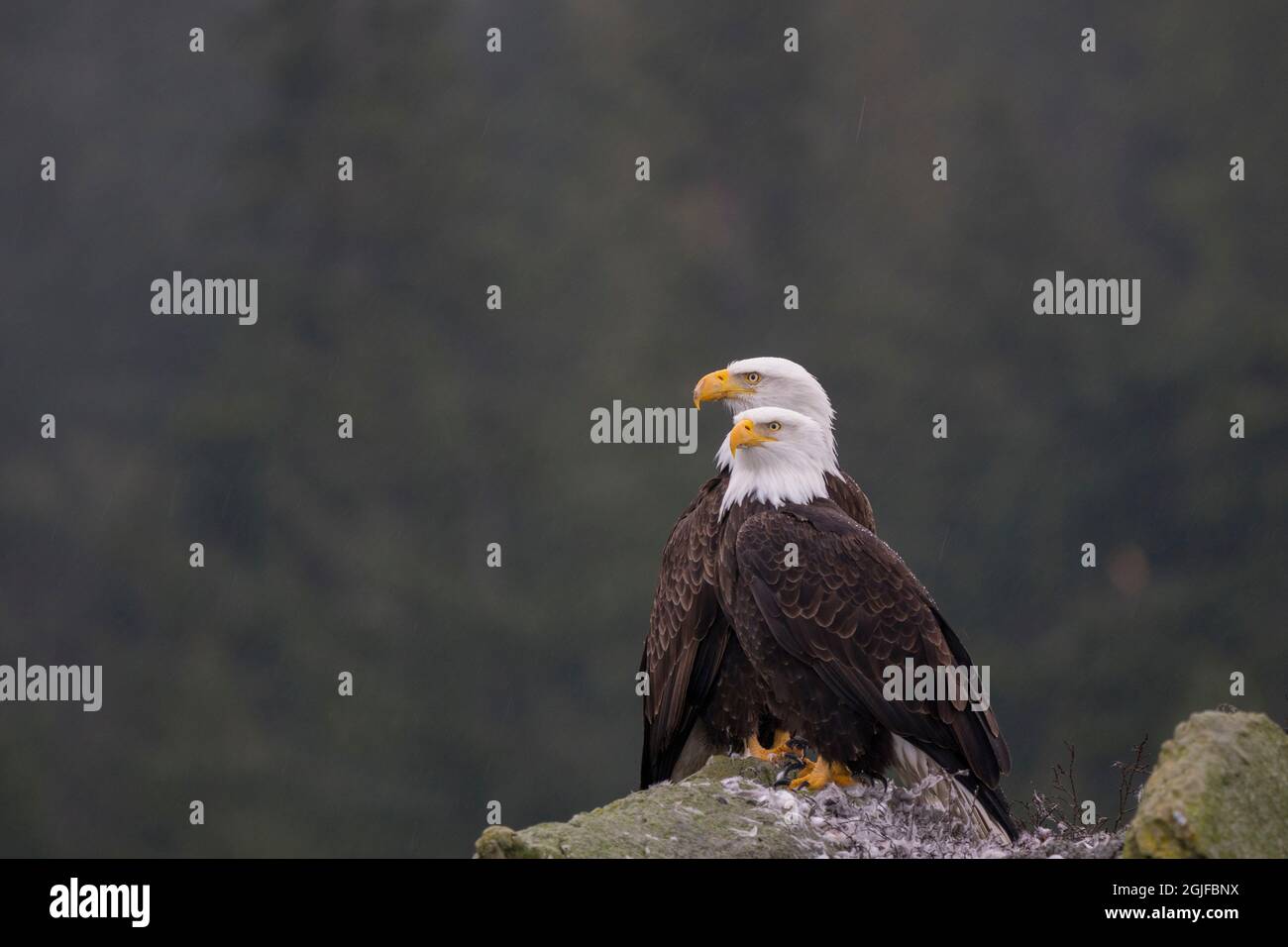 Bald eagle meal hi-res stock photography and images - Alamy