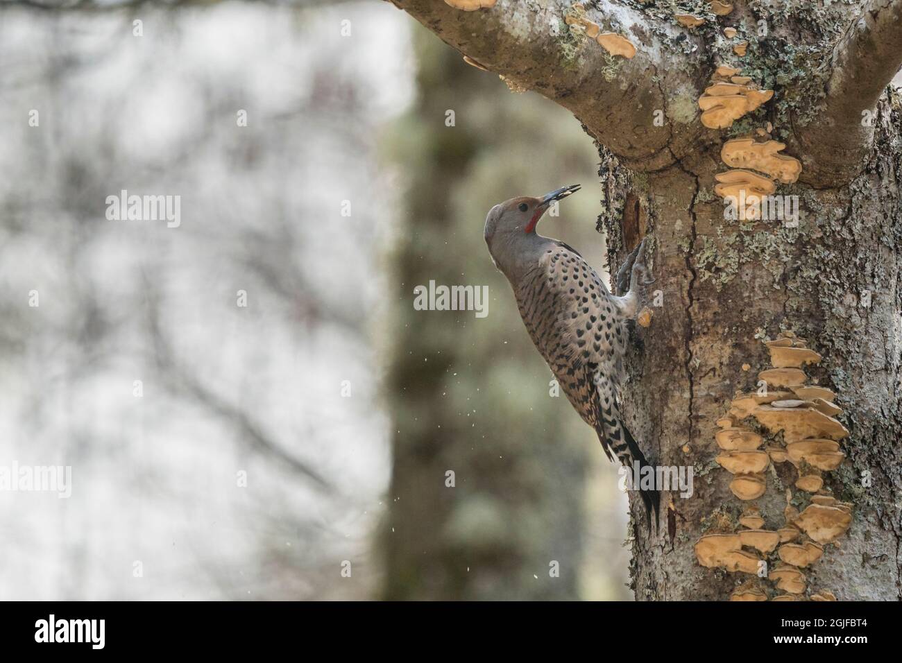 USA, Washington State. A Northern Flicker (Colaptes auratus) male just ...