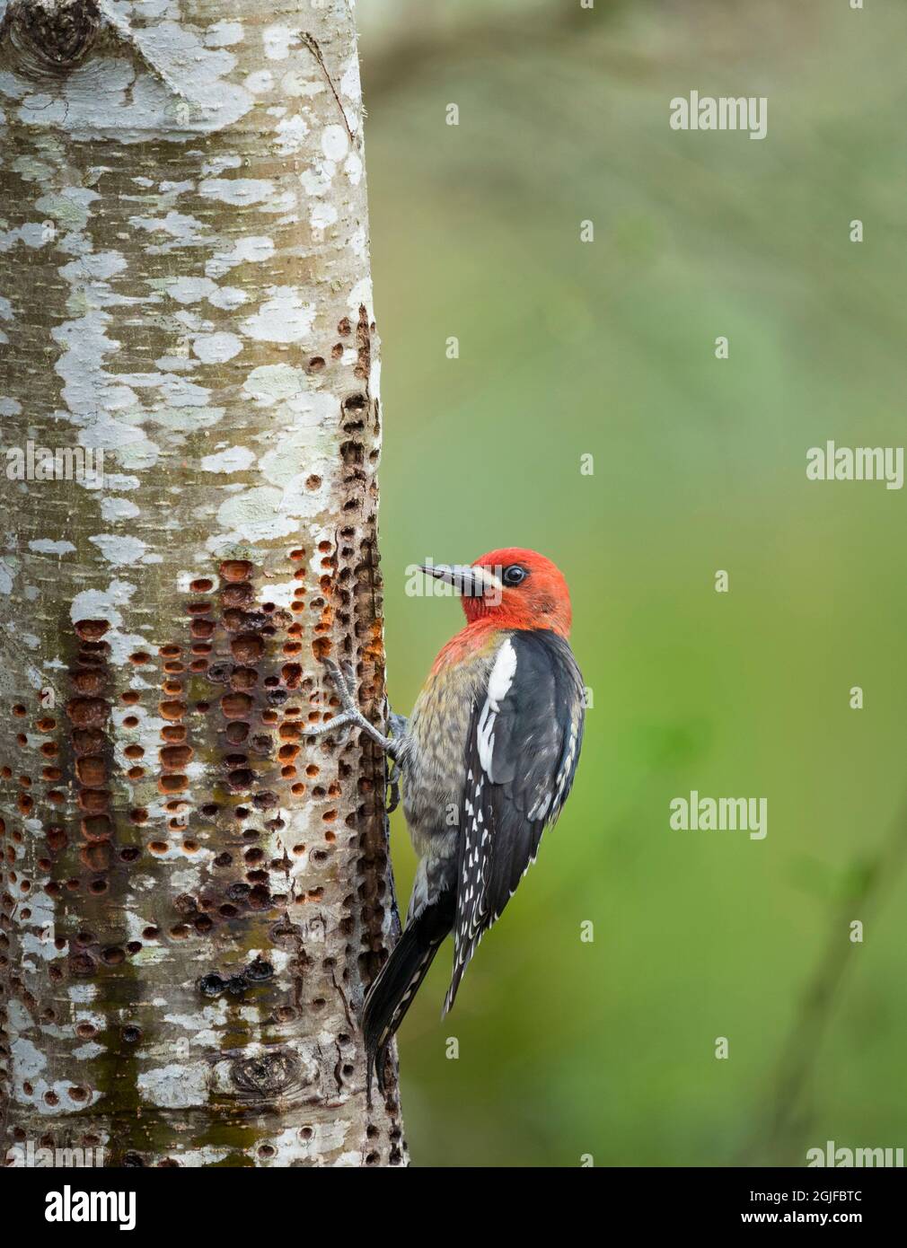 Red breasted sapsucker hi-res stock photography and images - Alamy