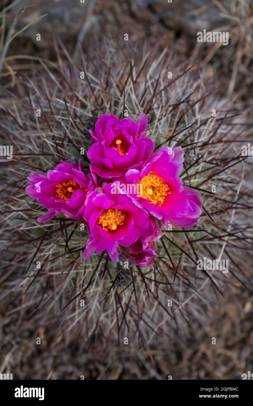 Flowering simpsons hedgehog cactus hi-res stock photography and images ...