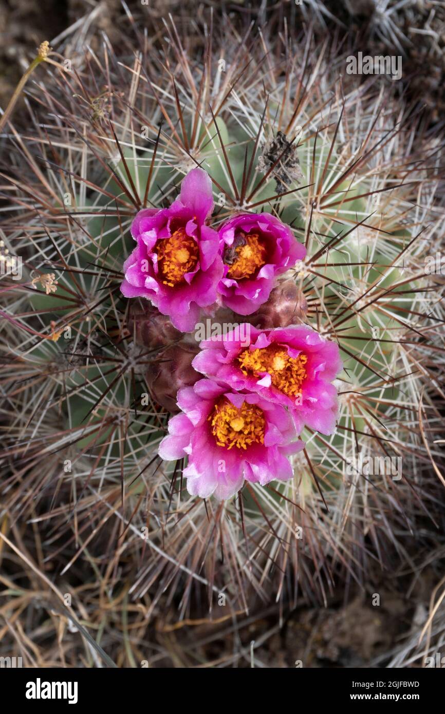 USA, Washington State. Simpson's Hedgehog Cactus (Pediocactus simpsonii ...