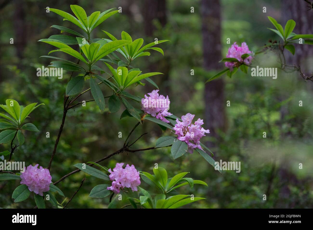 USA, Washington State. Native Pacific Rhododendrons (Rhododendron ...