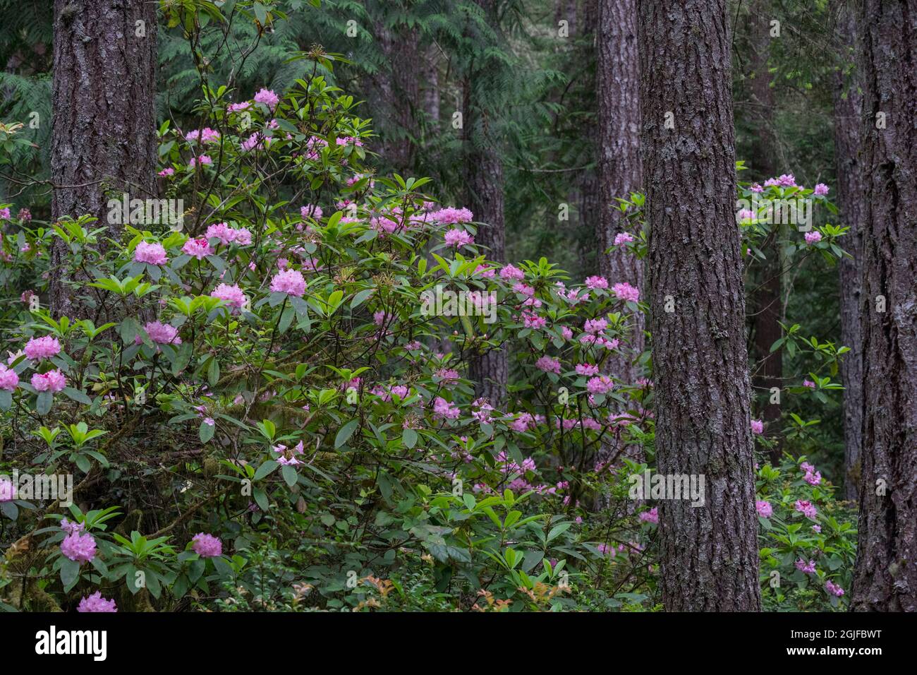 USA, Washington State. Native Pacific Rhododendrons (Rhododendron ...