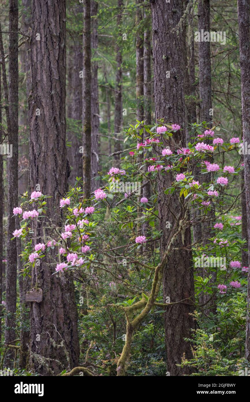 USA, Washington State. Native Pacific Rhododendrons (Rhododendron ...