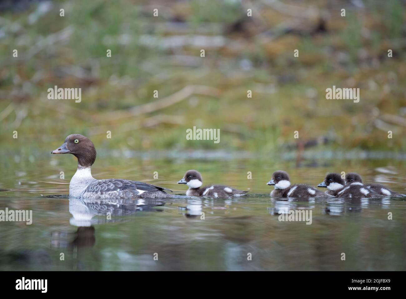 Hen common goldeneye hi-res stock photography and images - Alamy