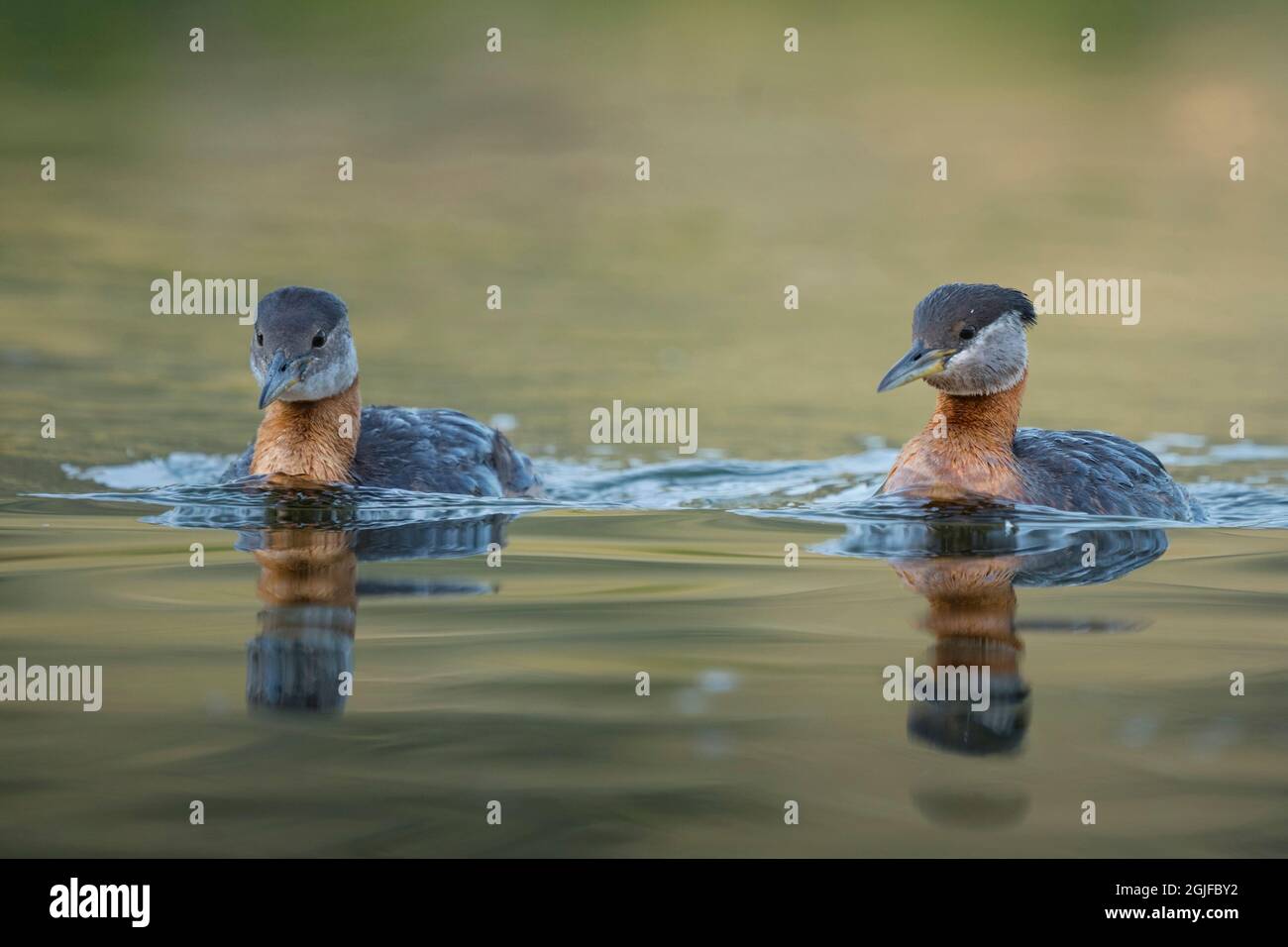 USA, Washington State. Adult Red-necked Grebes (Podiceps grisegena) in ...