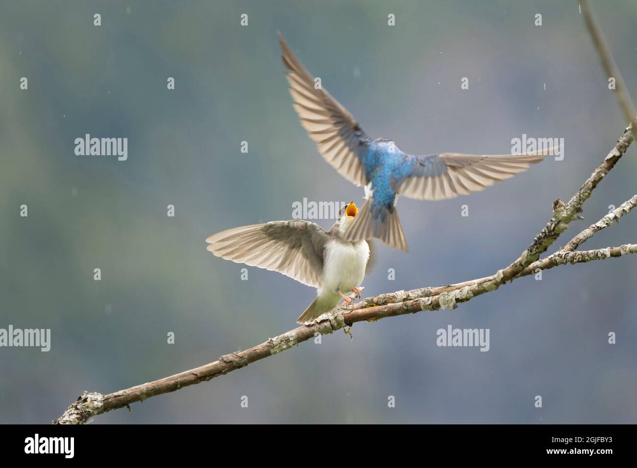 USA, Washington State. A male tree swallow (Tachycineta bicolor) feeds ...