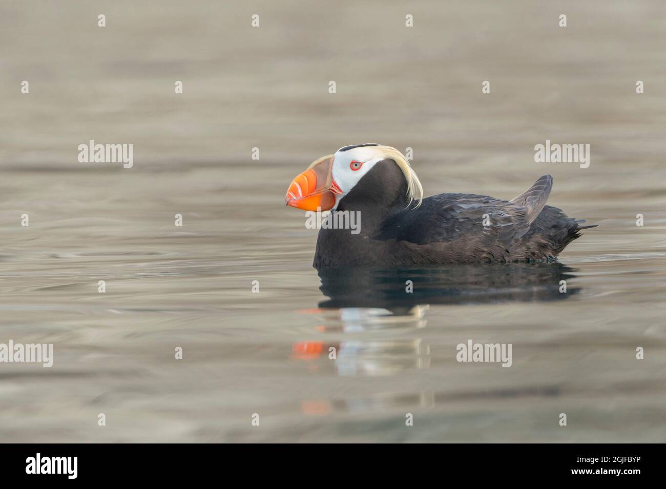 USA, Washington State. A Tufted Puffin (Fratercula cirrhata) floats ...