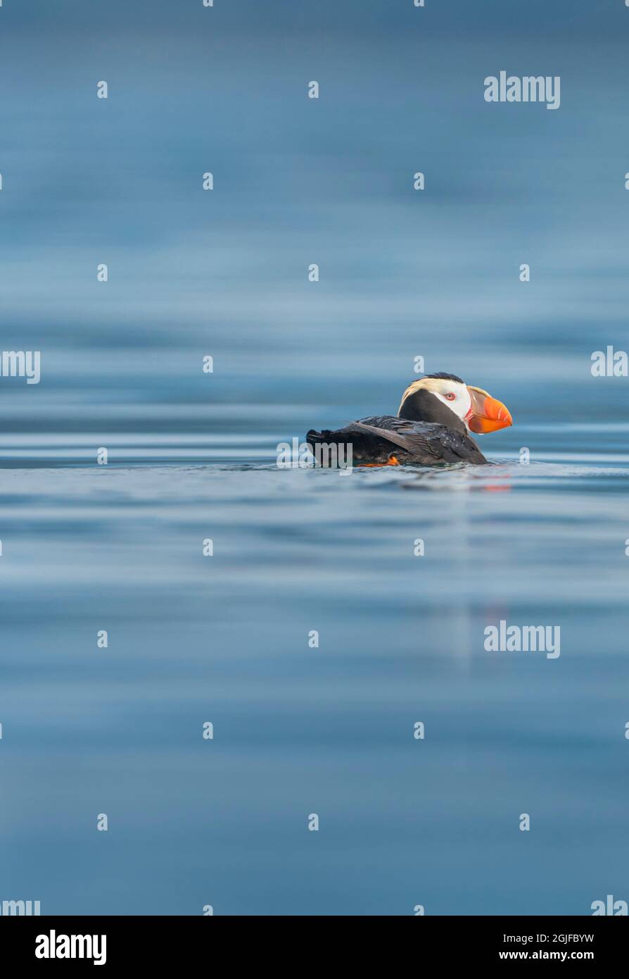 USA, Washington State. A Tufted Puffin (Fratercula cirrhata) floats ...