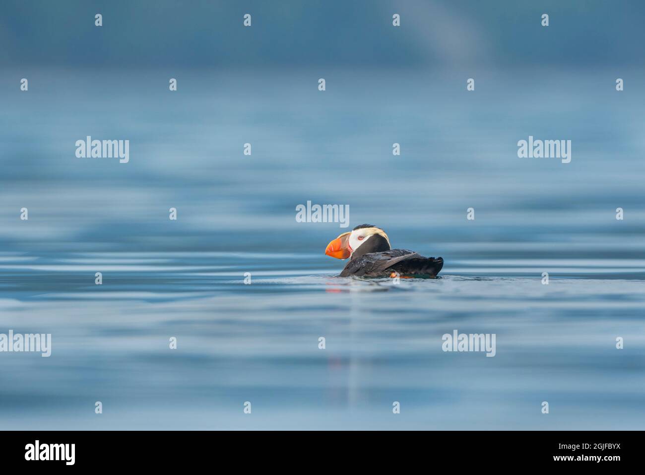 USA, Washington State. A Tufted Puffin (Fratercula cirrhata) floats ...