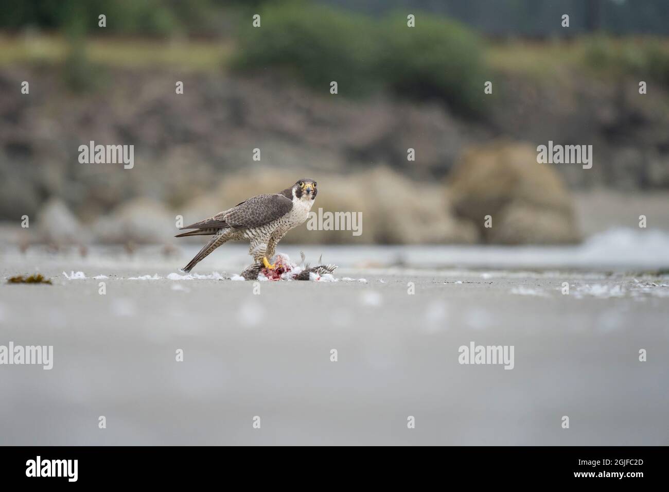 USA, Washington State. A Peregrine Falcon (Falco peregrinus) feeds on a ...