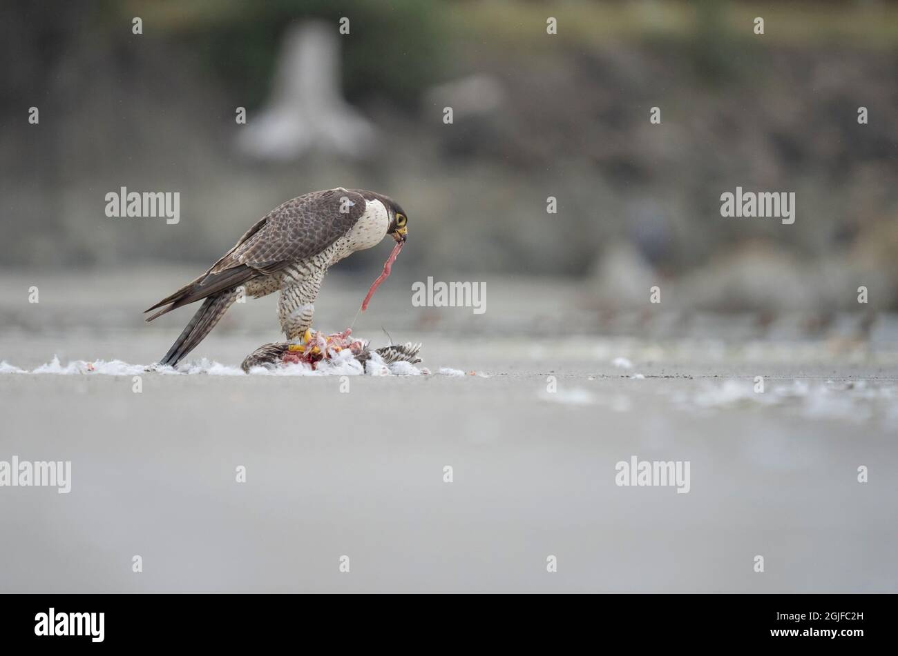 USA, Washington State. A Peregrine Falcon (Falco peregrinus) feeds on a ...