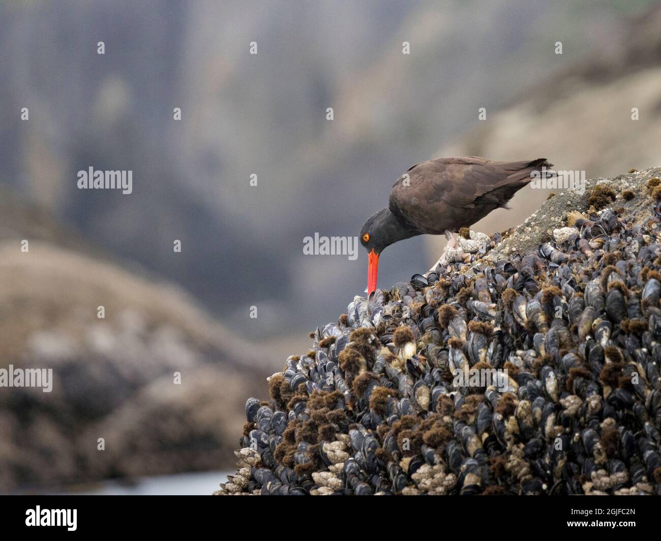 USA, Washington State. A Black Oystercatcher (Haematopus bachmani ...