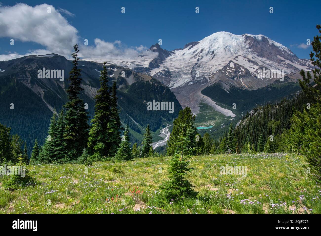 Sunrise area of Mount Rainier National Park with wildflowers, evergreen ...
