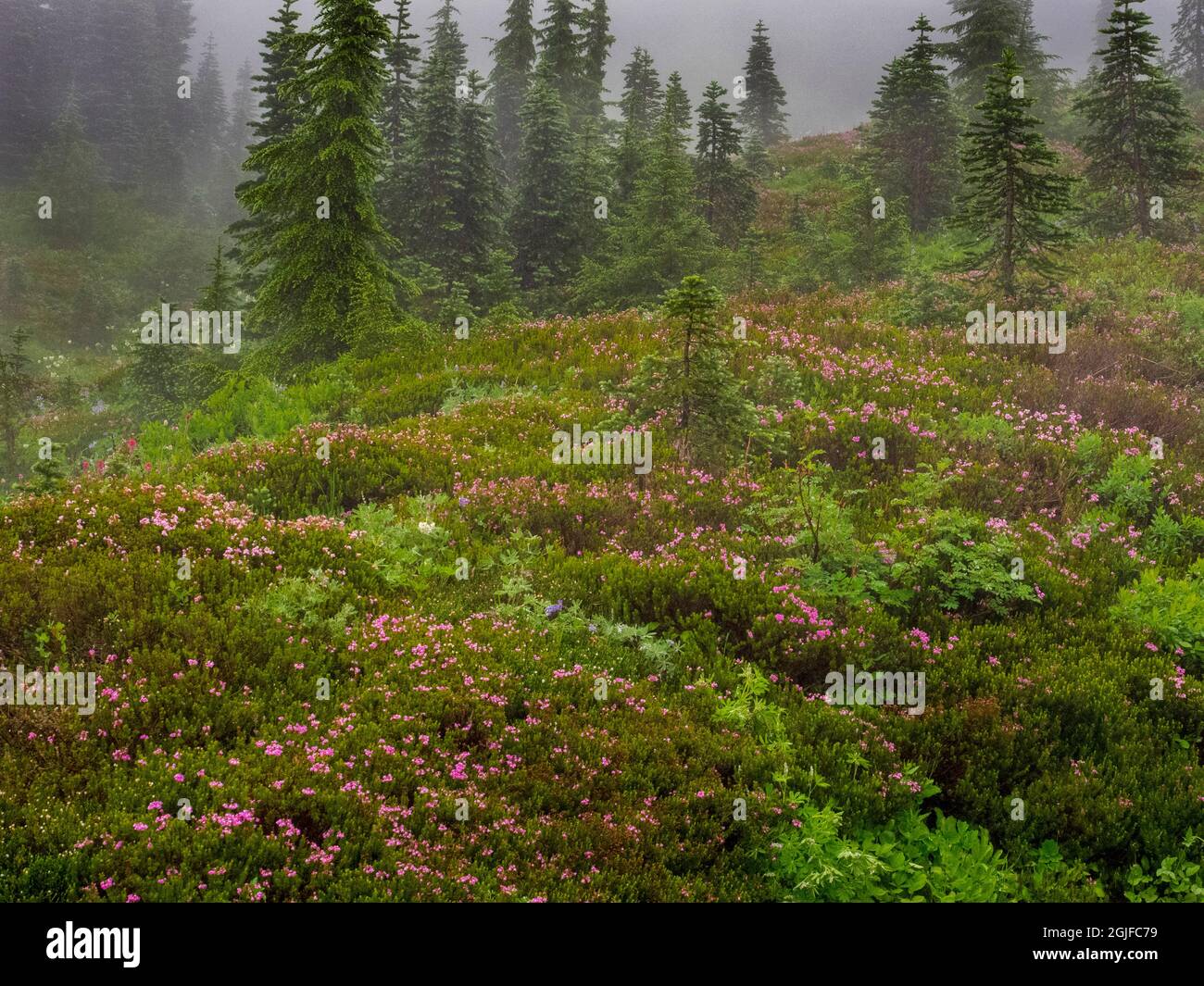 Mountain heather and fir trees in meadow on a rainy day at Paradise ...