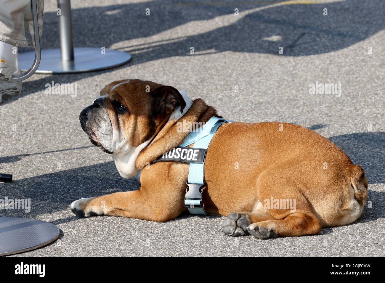 Monza, Italy. 9th Sep, 2021. Dog Roscoe, F1 Grand Prix of Italy at ...