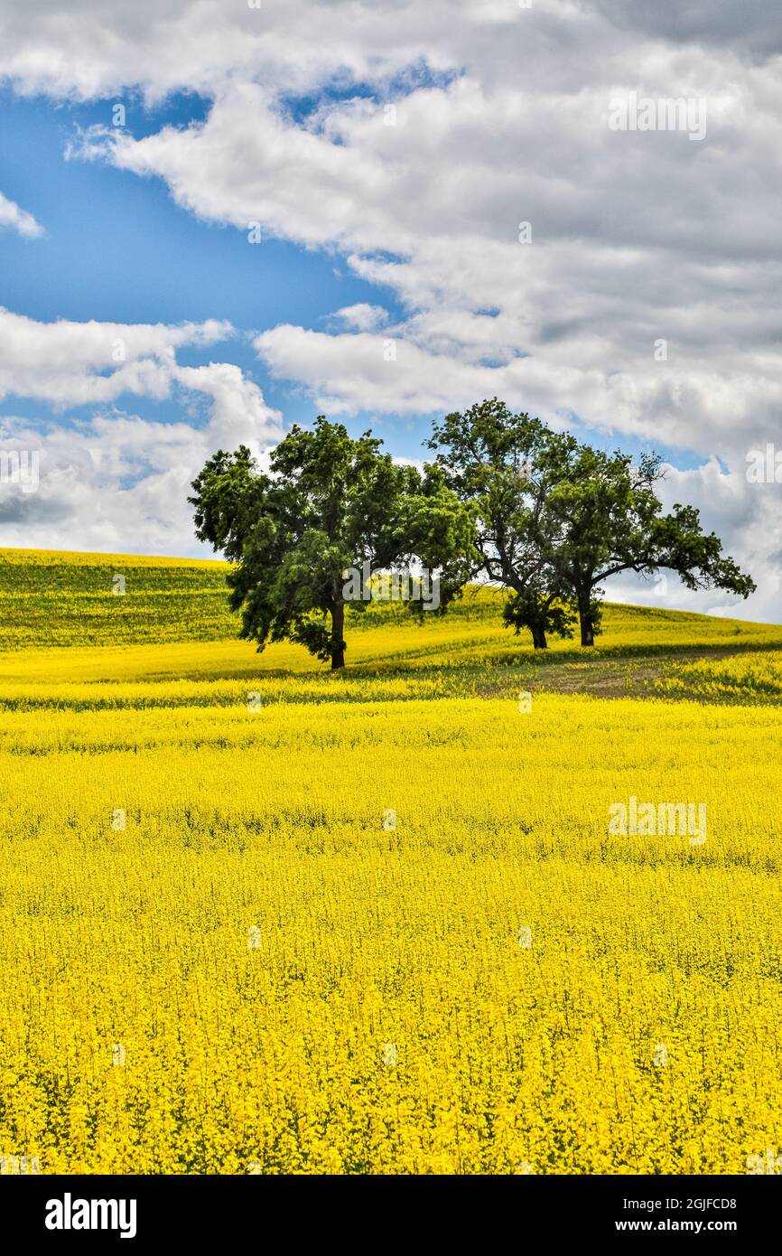 USA, Washington State, Palouse. Two trees in a field of canola in ...