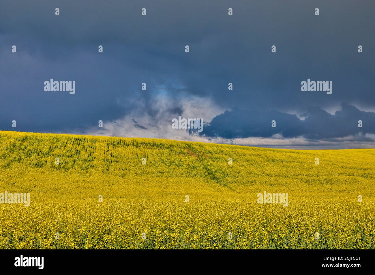 USA, Washington State, Palouse. Storm clouds advancing over Pullman ...
