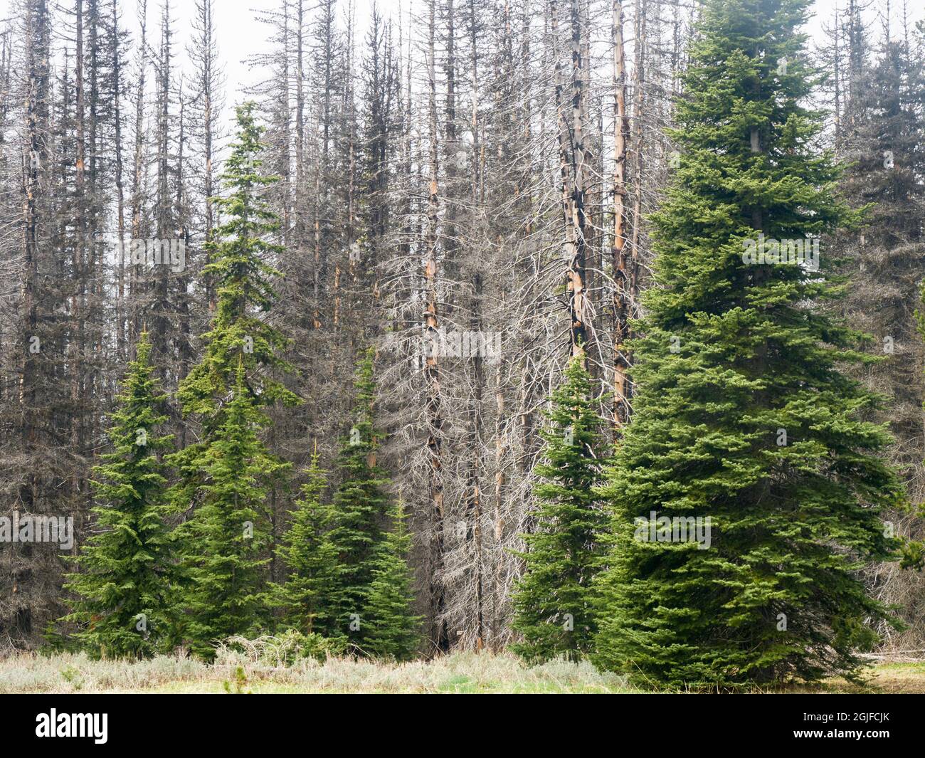 Fir trees along with burned trees from the Table Mountain fire in 2009 ...