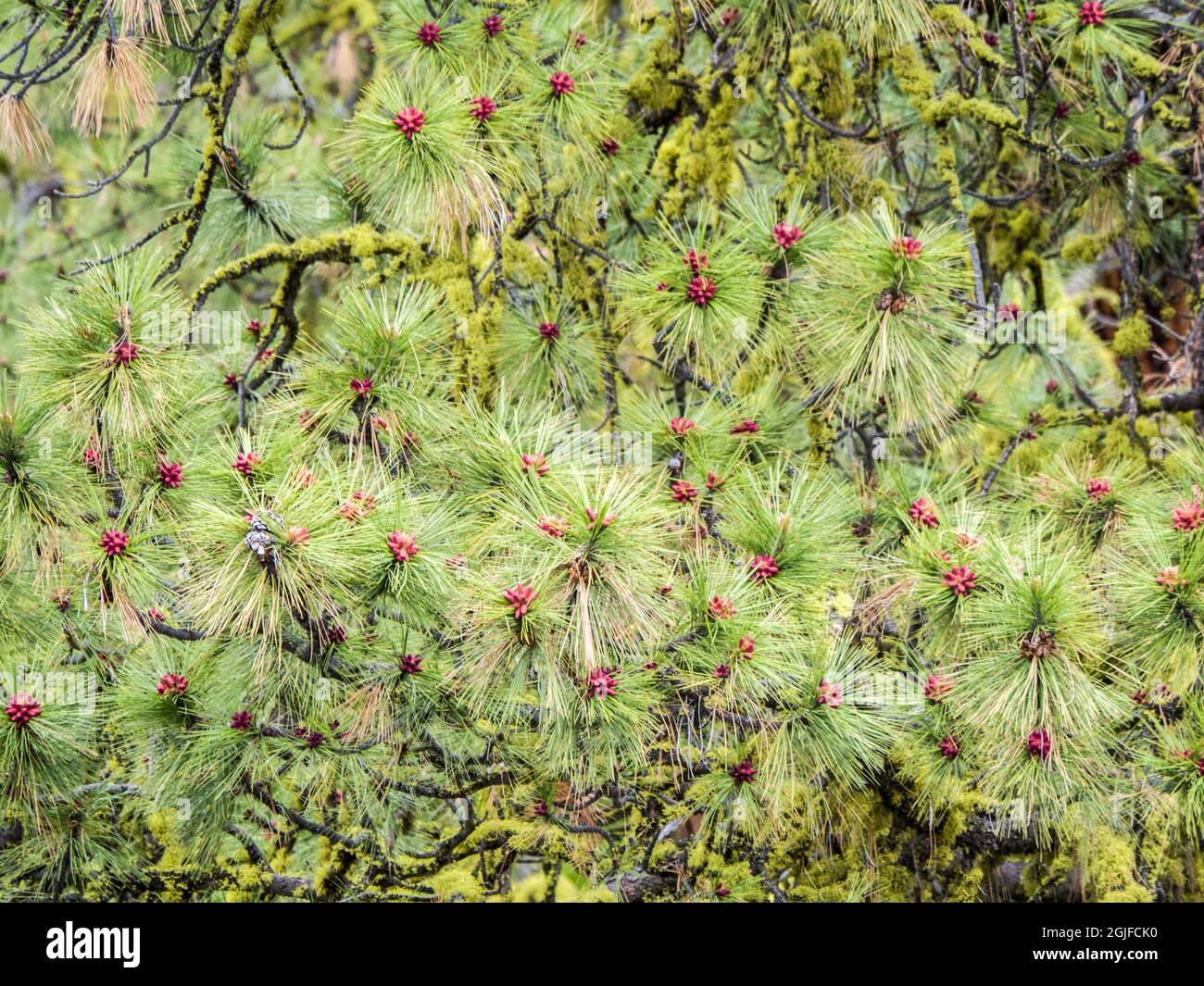 Washington state tree pine cone hi-res stock photography and images - Alamy