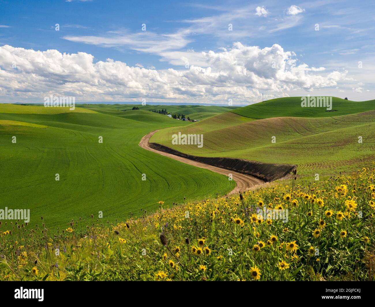 Rural road winding through winter and spring wheat and wildflowers ...