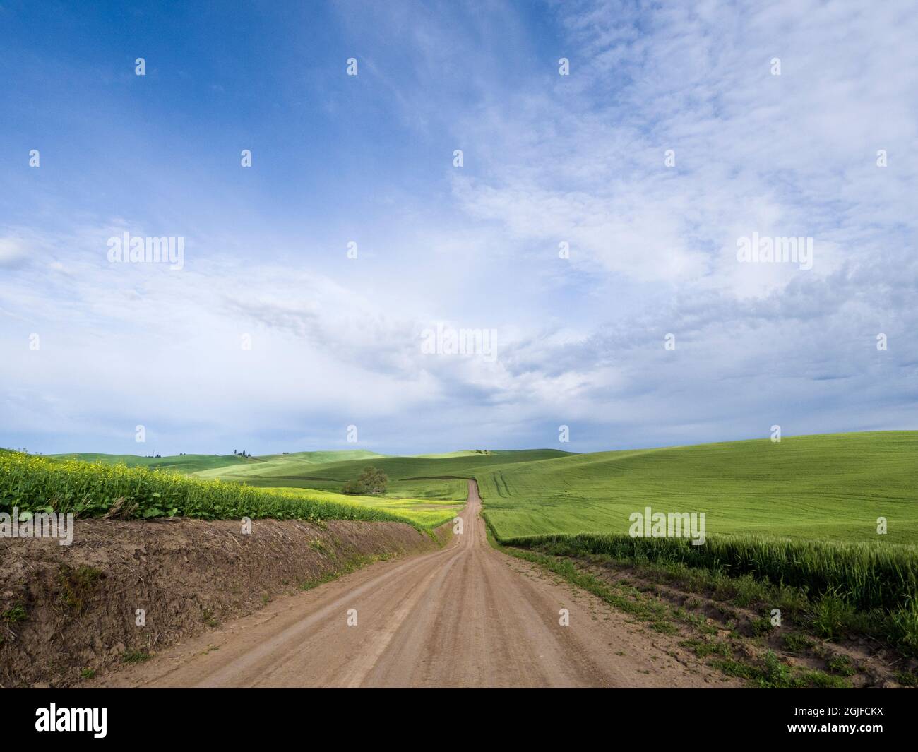 Rural road winding through wheatfields Stock Photo - Alamy