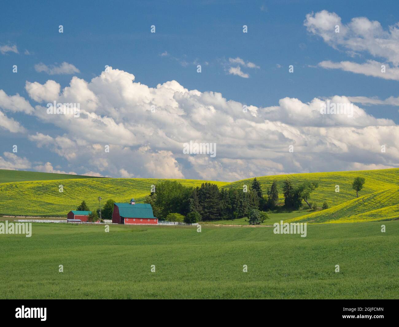 Farm setting with hills of canola, clouds and blue sky Stock Photo - Alamy