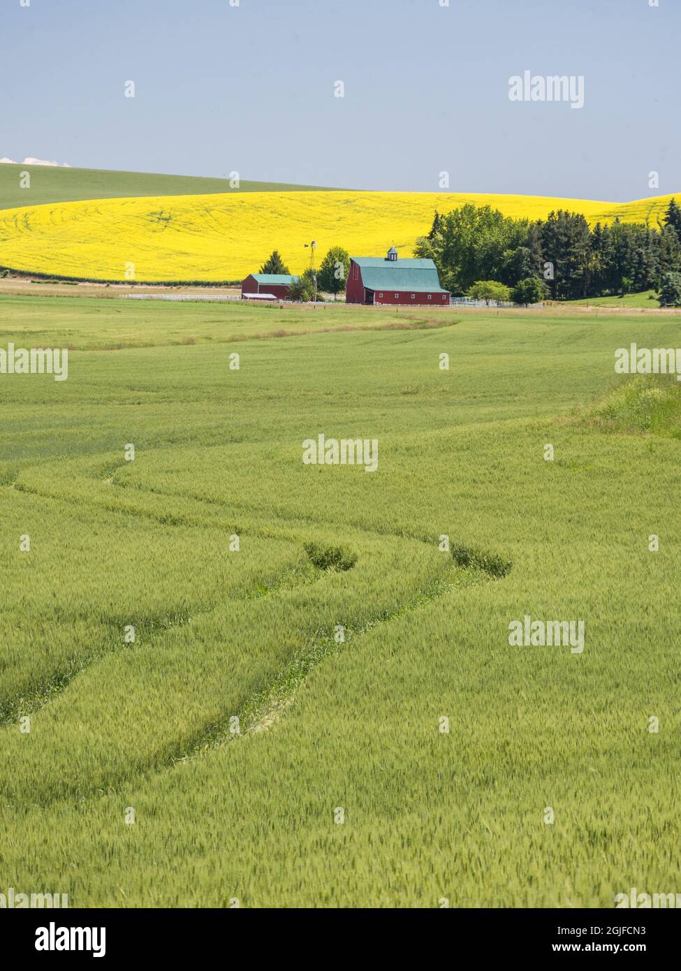 Farm setting with hills of canola, clouds and blue sky Stock Photo - Alamy