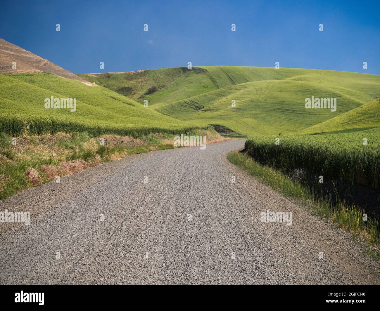 Rural gravel road running along wheatfields Stock Photo - Alamy