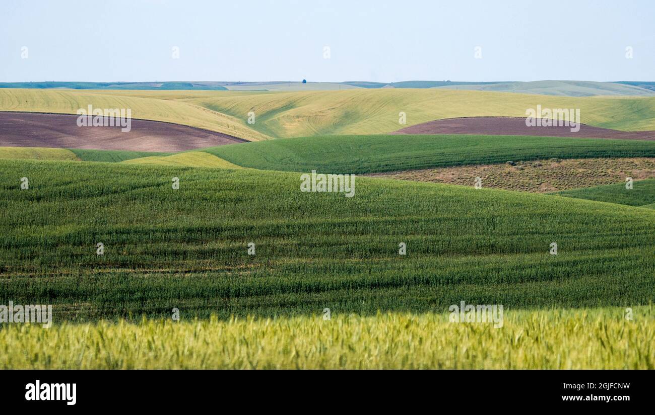 Fallow wheat hi-res stock photography and images - Alamy