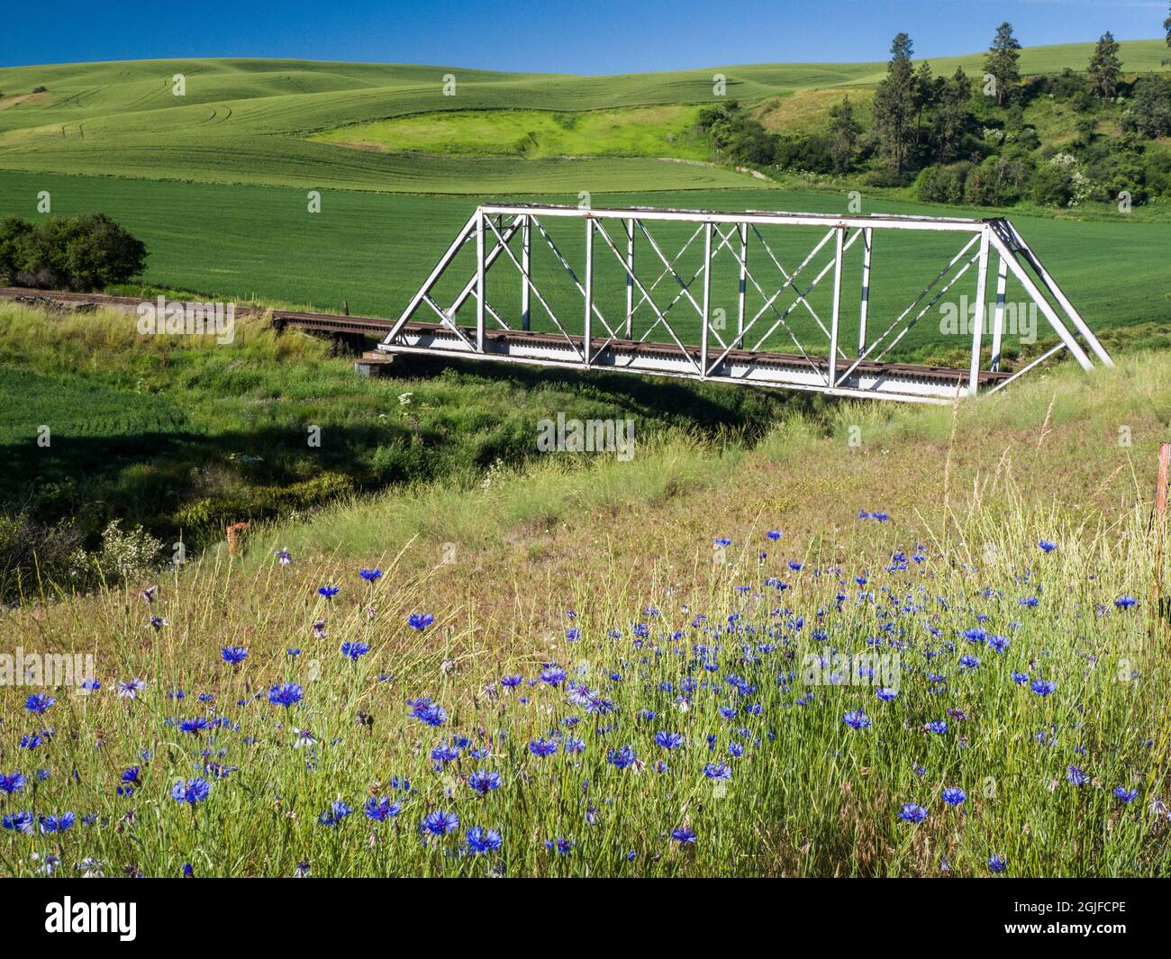 Truss bridge over the south fork of the Palouse River with wildflowers ...