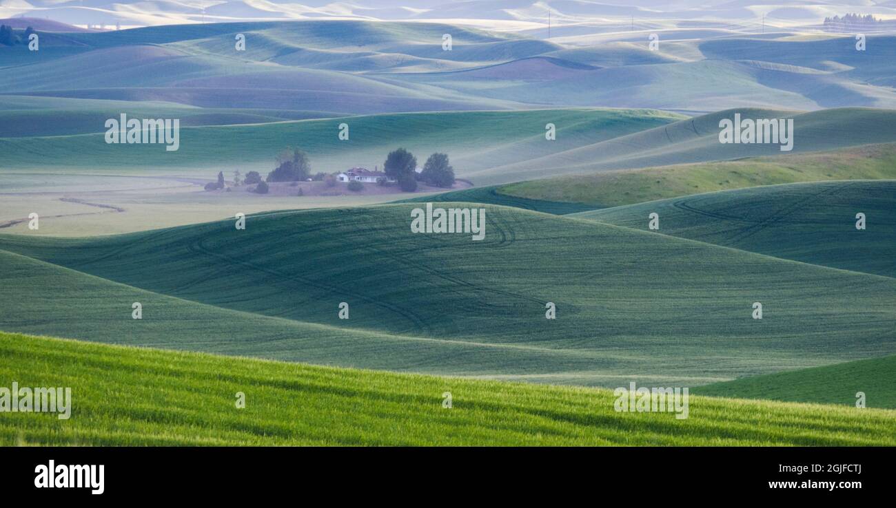 Farmhouse and wheat crops view from Steptoe Butte state park Stock ...