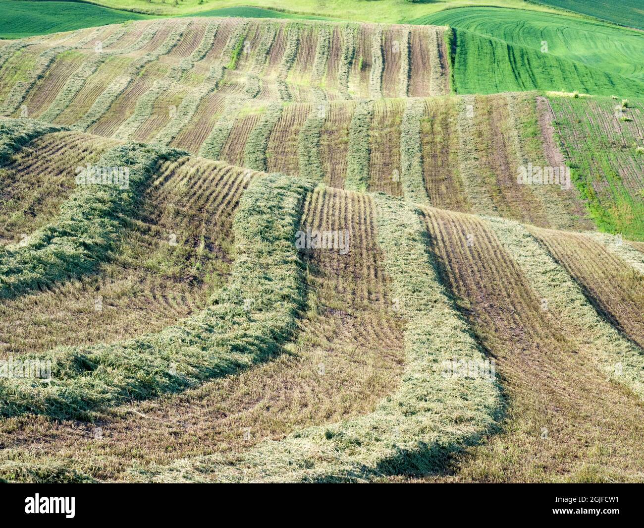 Rows of cut crops Stock Photo - Alamy