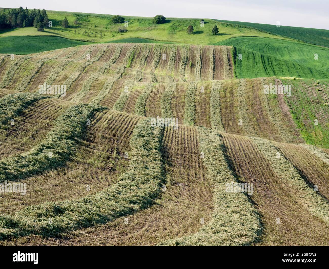 Rows of cut crops Stock Photo - Alamy