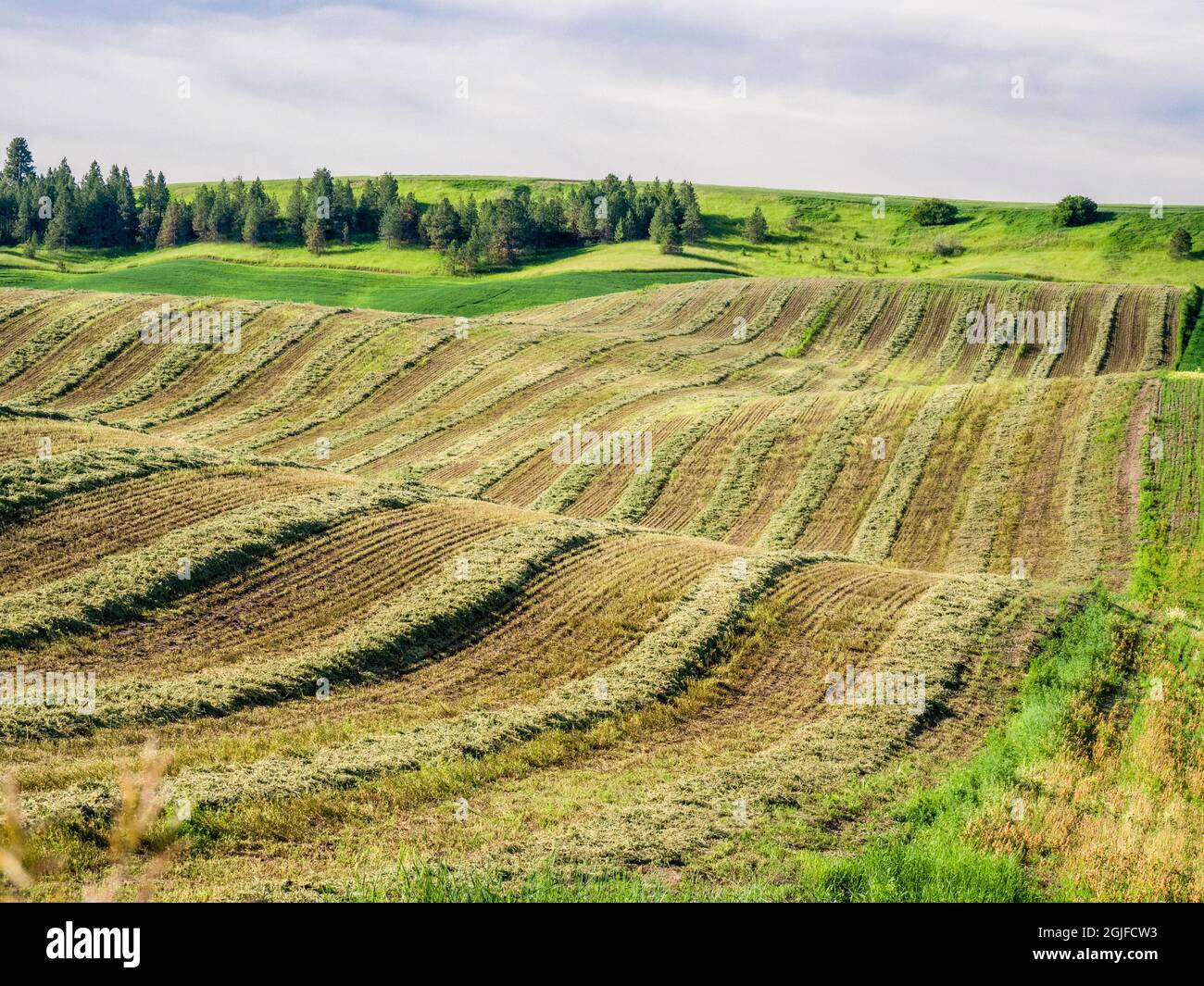 Cut crops hi-res stock photography and images - Alamy