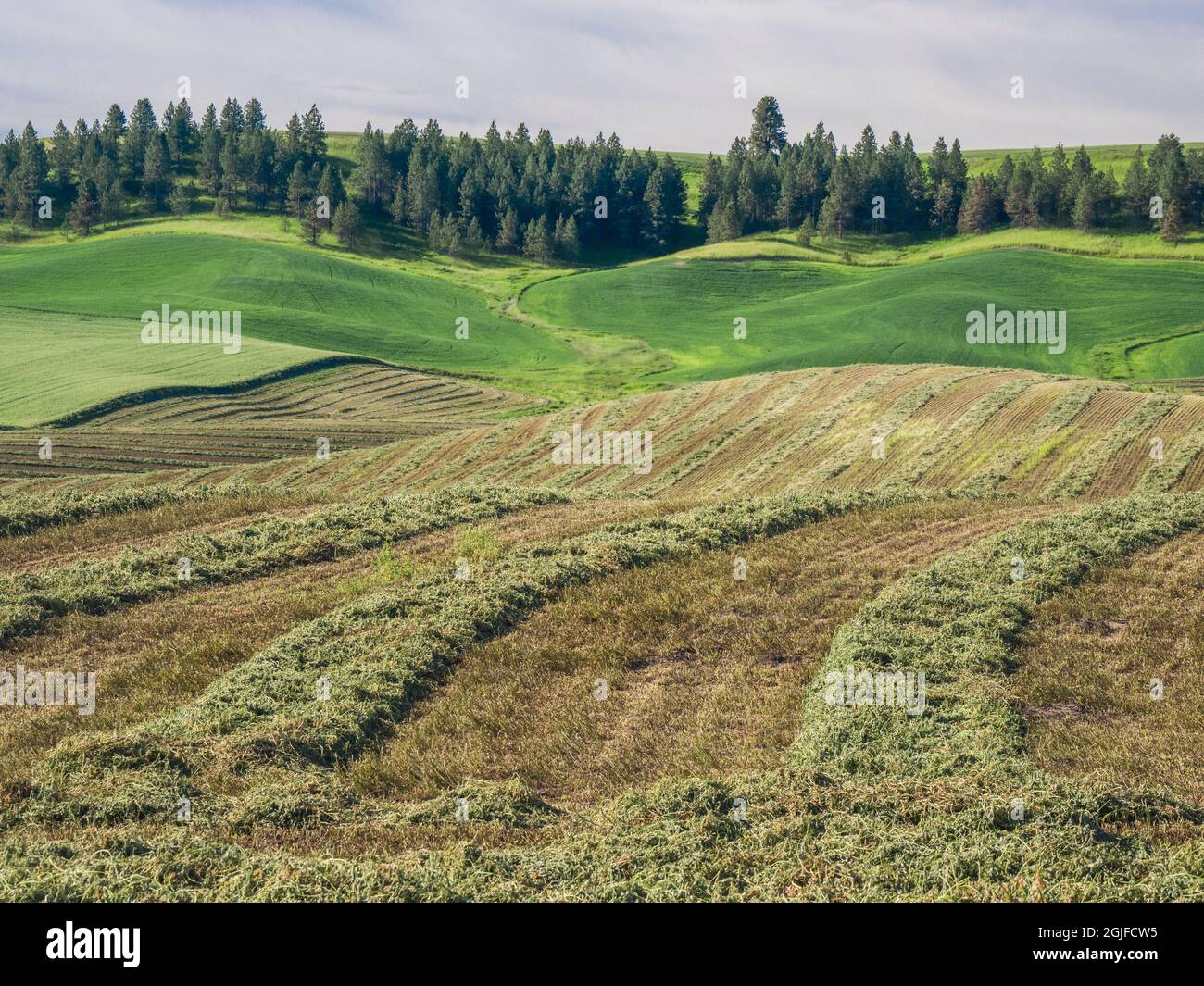 Rows of cut crops Stock Photo - Alamy