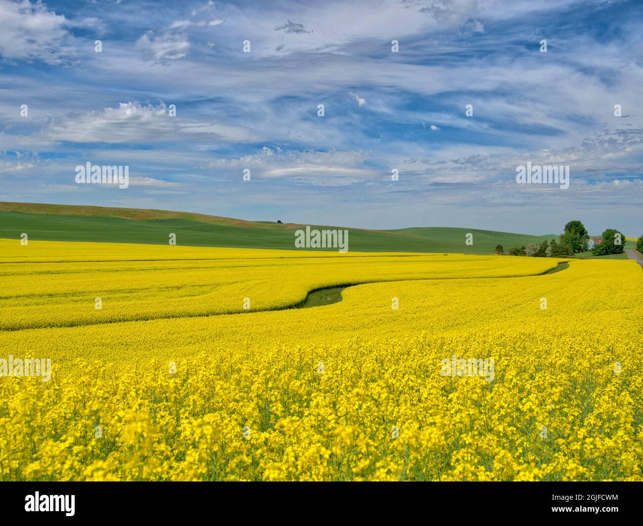 Canola in full bloom in the Palouse country of Eastern Washington Stock ...