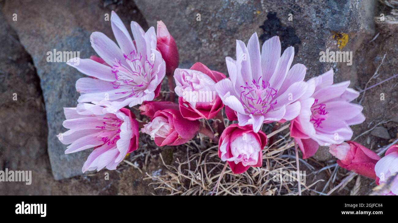 Bitterroot flower (Lewisia rediviva), a small perennial herb in the ...