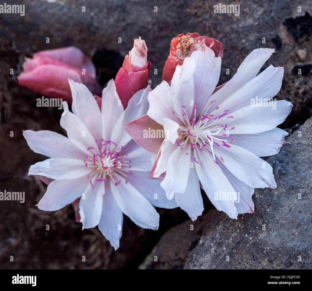 Bitterroot flower (Lewisia rediviva), a small perennial herb in the ...