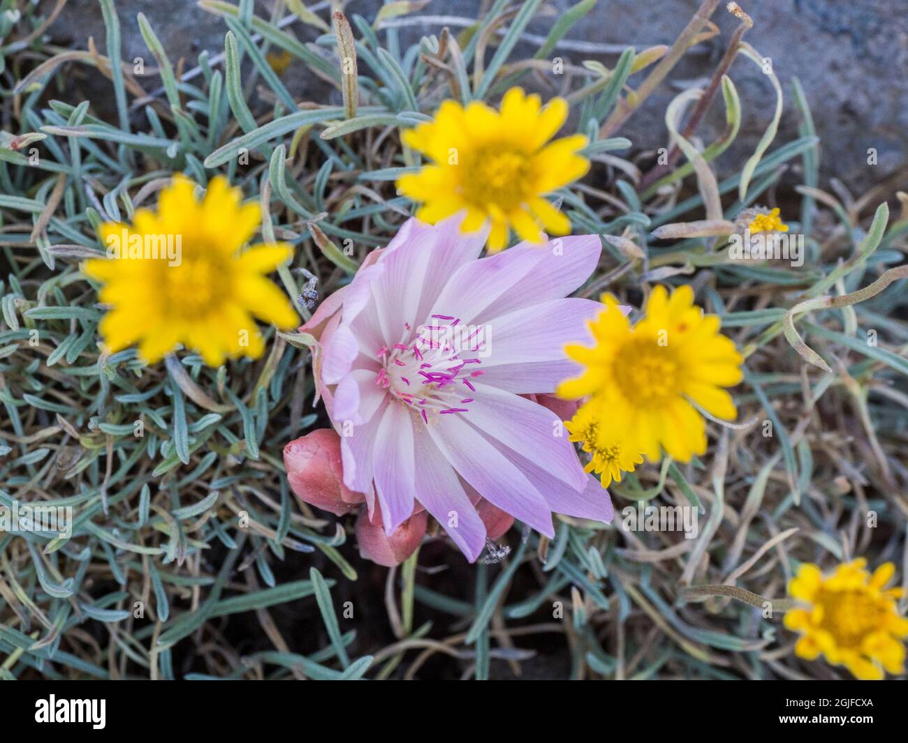 Bitterroot flower (Lewisia rediviva) blooming amongst yellow wildflower ...