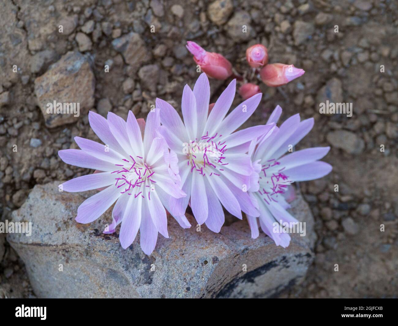 Bitterroot flower (Lewisia rediviva), a small perennial herb in the ...