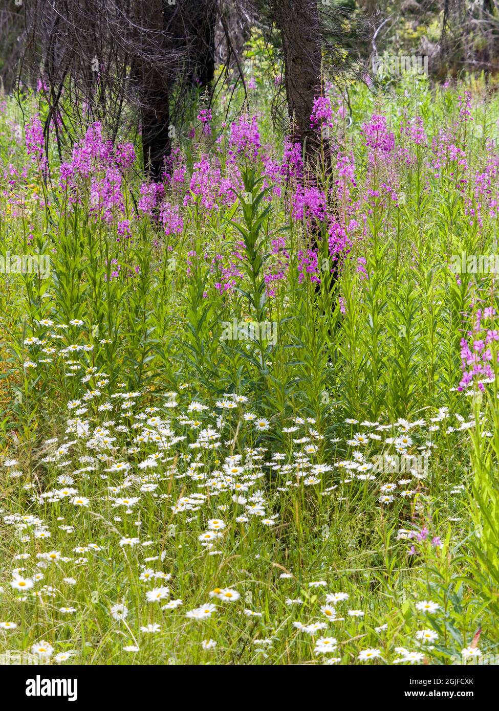 Fireweed blooming in the forest Stock Photo - Alamy