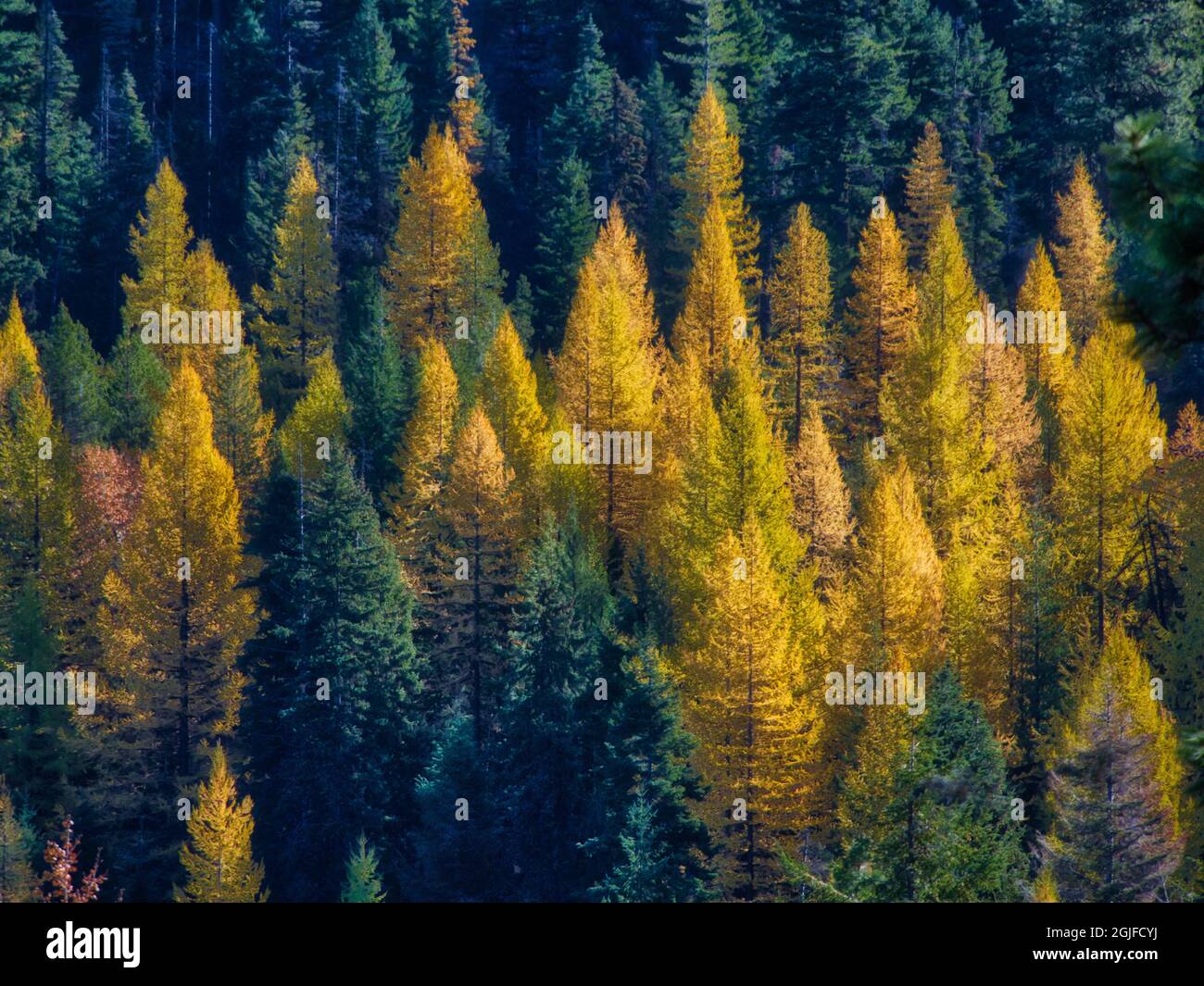 Western Larch Trees in Autumn at Blewitt Pass in the Okanogan-Wenatchee ...
